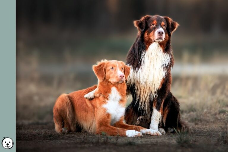 Merle-Locus | Coats and Colors