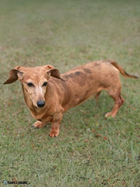 Red vs. Brown: What’s The Difference? | Coats and Colors