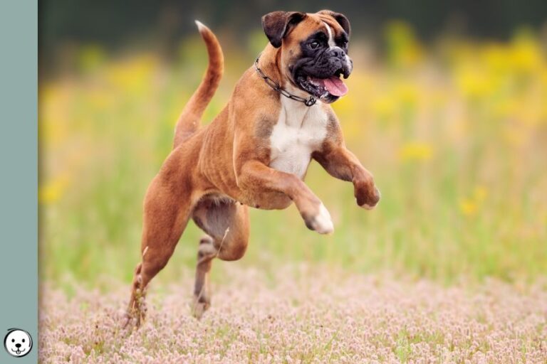 Fawn Boxer | Coats and Colors