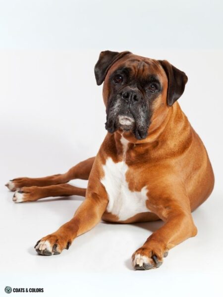 Fawn Boxer | Coats and Colors