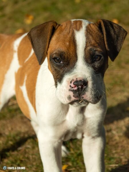 Fawn Boxer | Coats and Colors