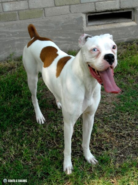 Fawn Boxer | Coats and Colors