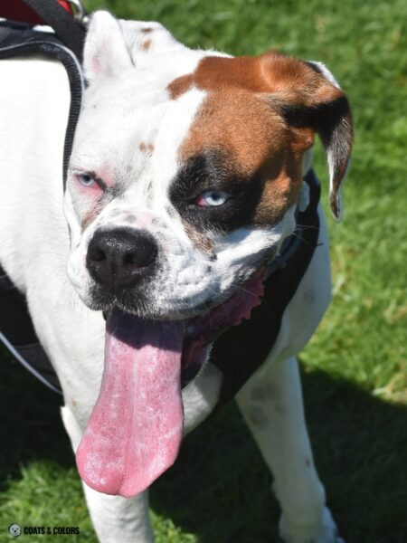 Fawn Boxer | Coats and Colors