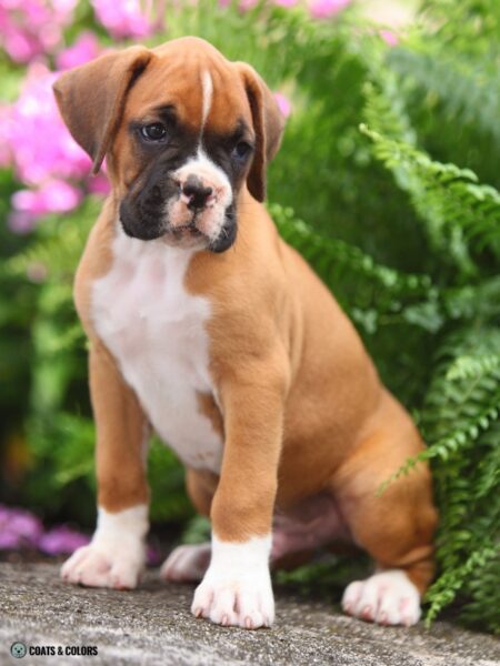 Fawn Boxer | Coats and Colors