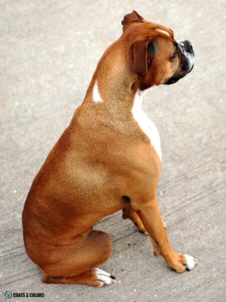 Fawn Boxer | Coats and Colors