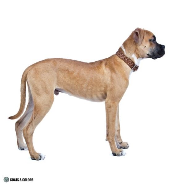 Fawn Boxer | Coats and Colors