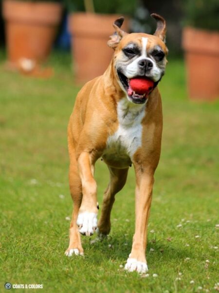 Fawn Boxer | Coats and Colors