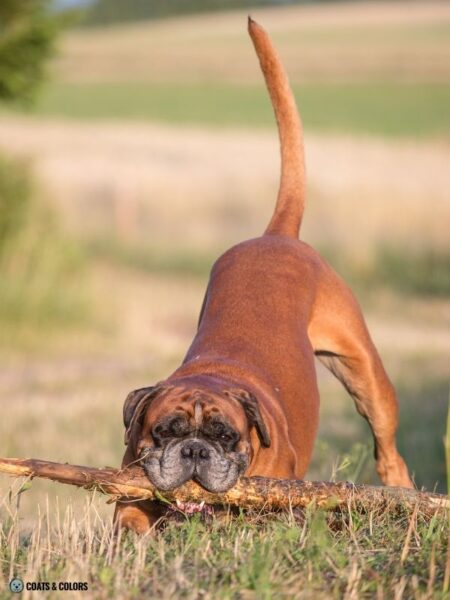 Fawn Boxer | Coats and Colors