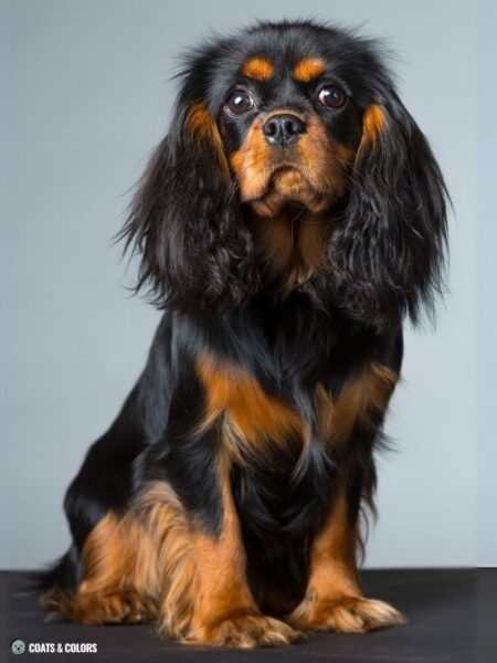 Cavalier King Charles Spaniel Color Chart | Coats and Colors