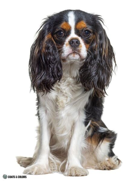 Cavalier King Charles Spaniel Color Chart | Coats and Colors