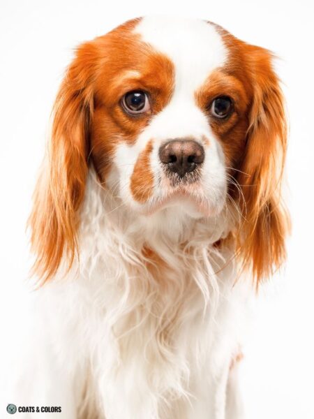 Cavalier King Charles Spaniel Color Chart | Coats and Colors