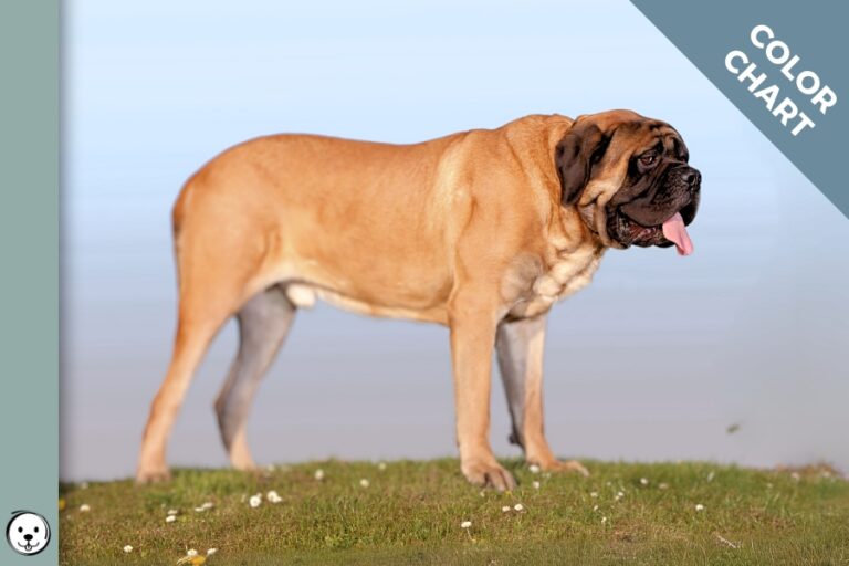 Brindle (kbr) | Coats and Colors