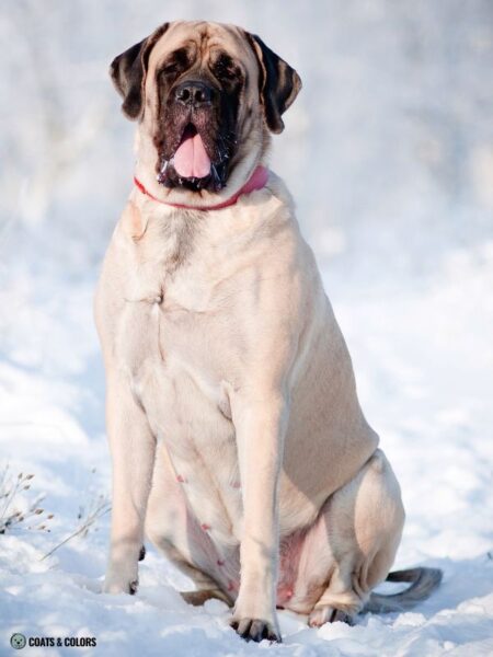 English Mastiff Color Chart | Coats and Colors