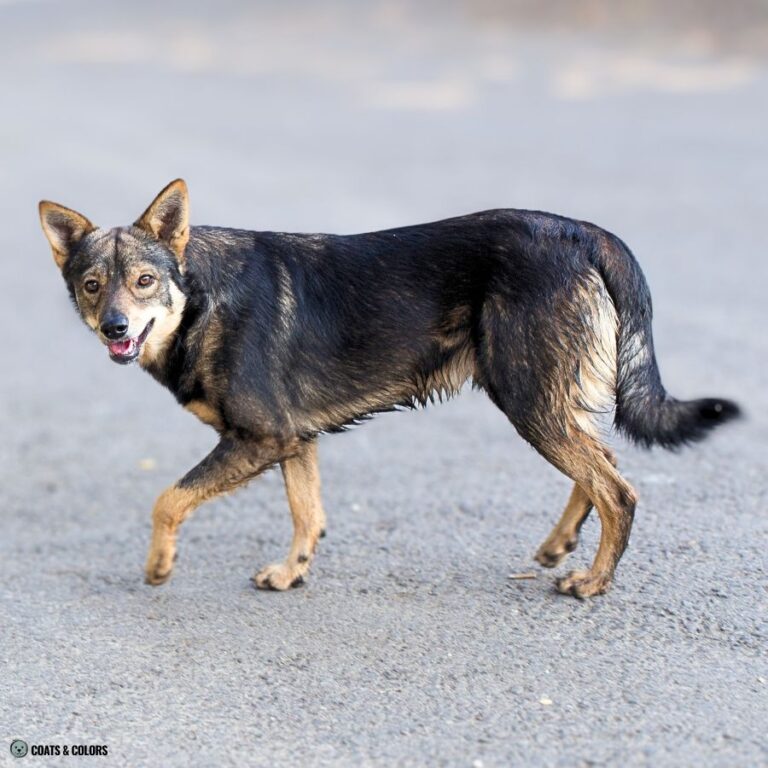 Sable vs. Agouti: What’s The Difference? | Coats and Colors