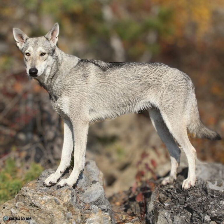 Sable vs. Agouti: What’s The Difference? | Coats and Colors