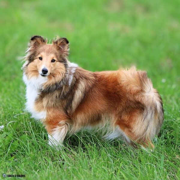 Sable vs. Agouti: What’s The Difference? | Coats and Colors