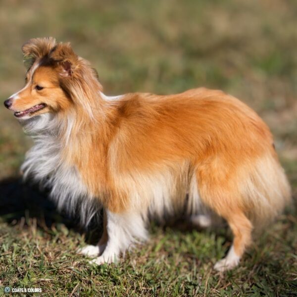 Black-Based Sable | Coats and Colors