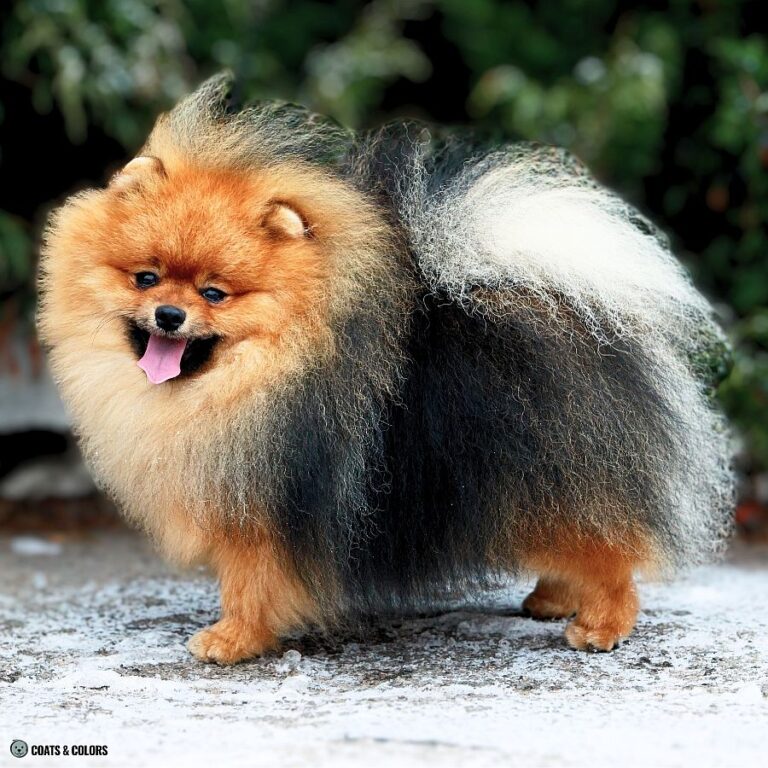 Black-Based Sable | Coats and Colors