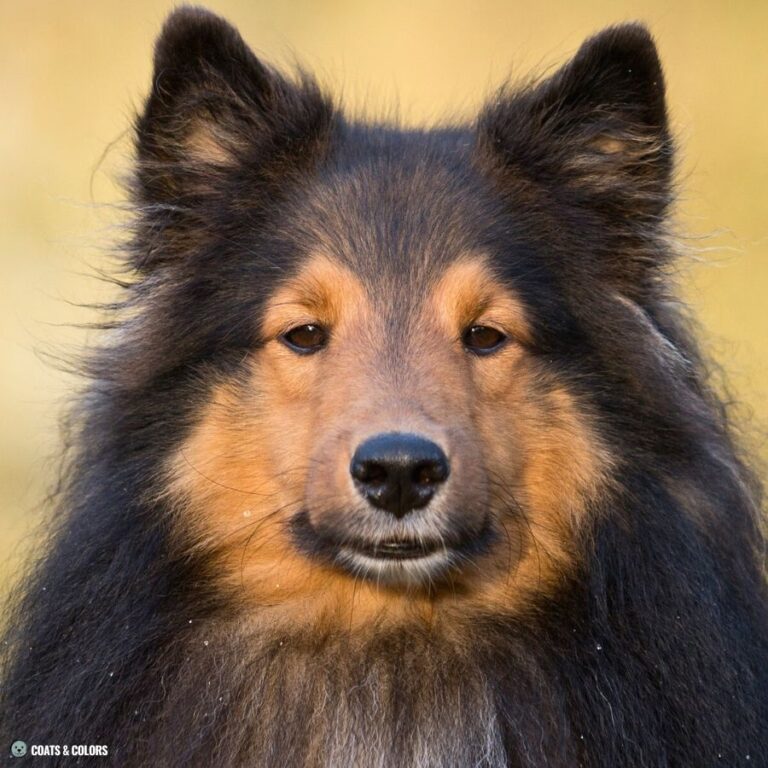 Black-Based Sable | Coats and Colors