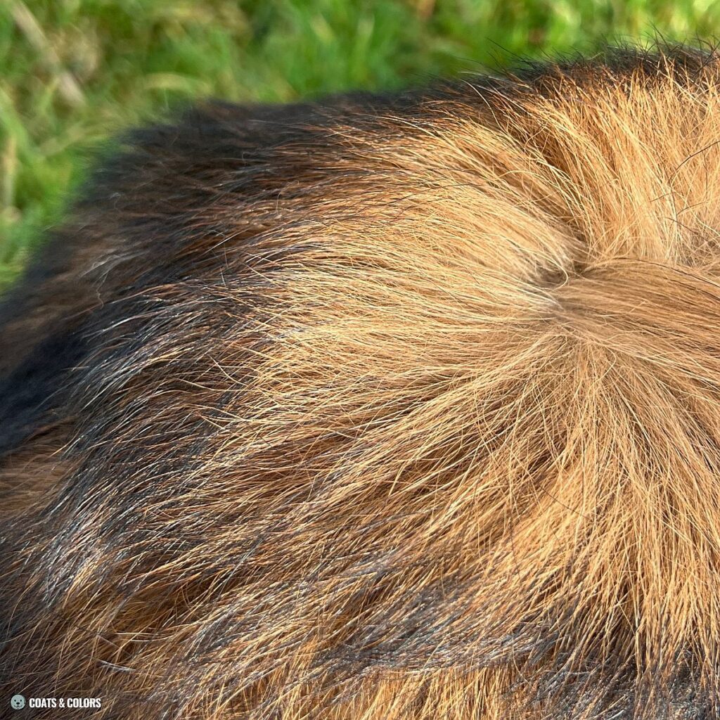 Black-Based Sable | Coats and Colors