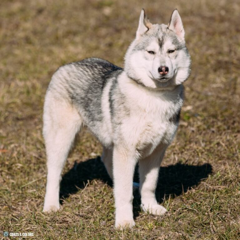 Black-Based Sable | Coats and Colors