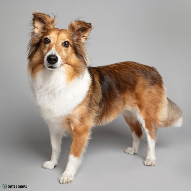 Black-Based Sable | Coats and Colors