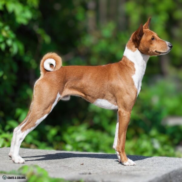 Black-Based Sable | Coats and Colors