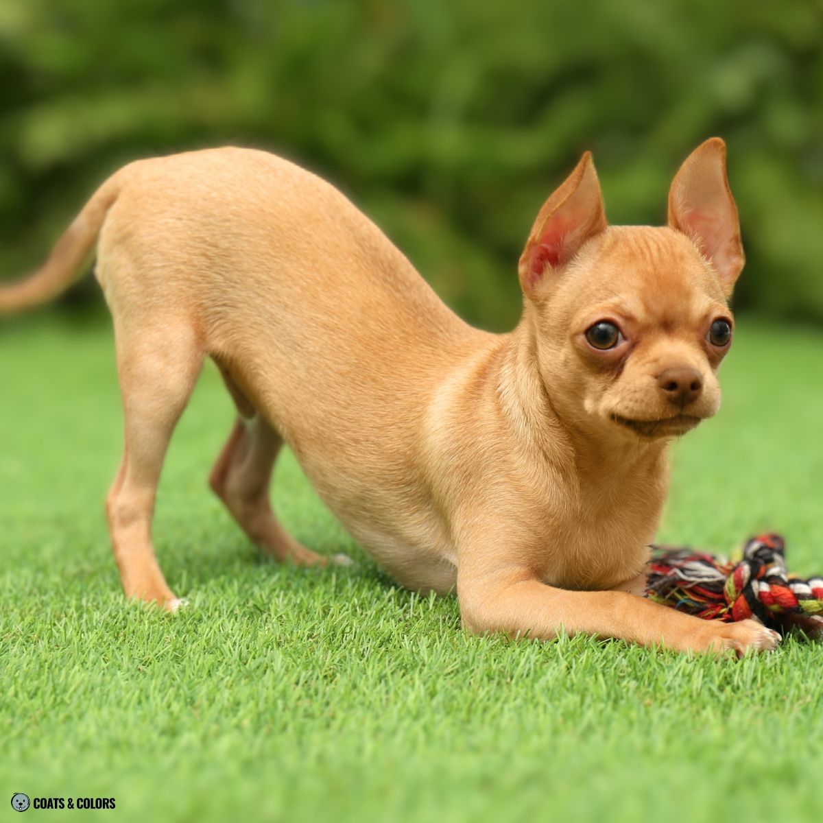 Brown-Based Sable | Coats and Colors