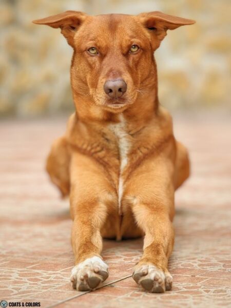 Liver Fawn - Brown-Based Sable | Coats and Colors