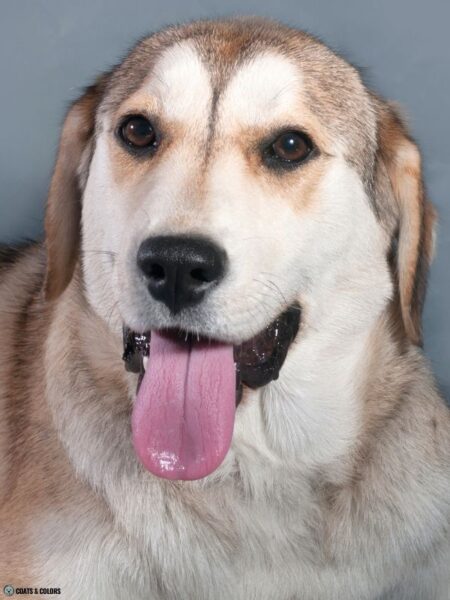 Shaded Sable (Ays) | Coats and Colors