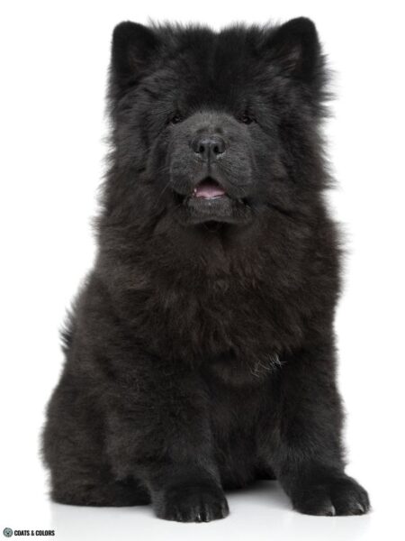 Black Chow Chow | Coats and Colors