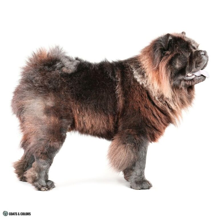 Black Chow Chow | Coats and Colors