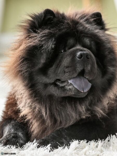 Black Chow Chow | Coats and Colors