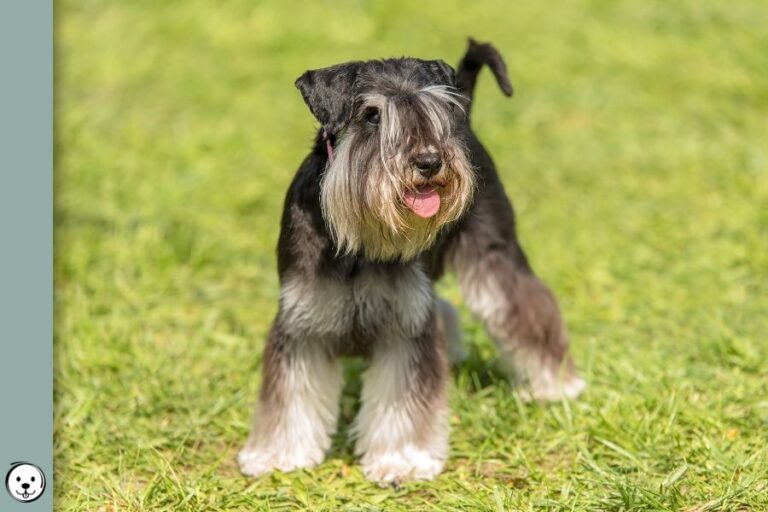 Black & Silver Miniature Schnauzer | Coats and Colors