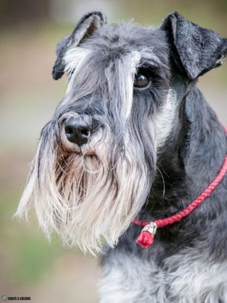 Miniature Schnauzer Coat Colors | Coats and Colors