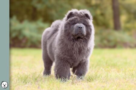 Blue Chow Chow | Coats and Colors