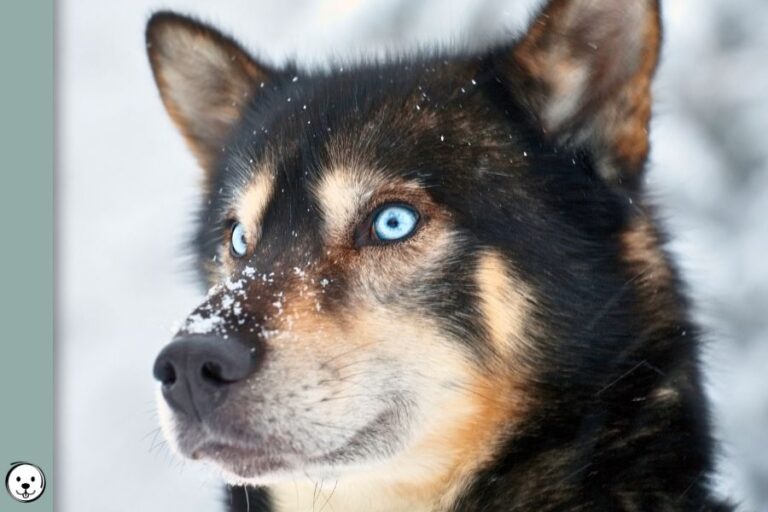Pembroke Welsh Corgi Coat Colors | Coats and Colors