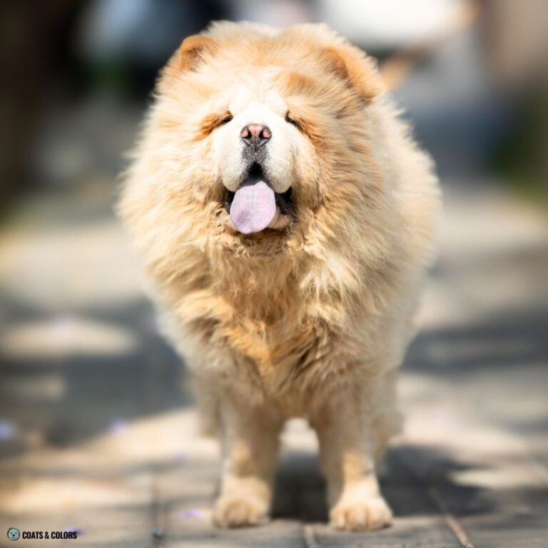 Chow Chow Color Chart | Coats and Colors