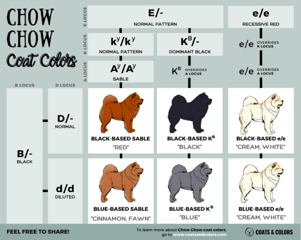 Chow Chow Color Chart | Coats and Colors