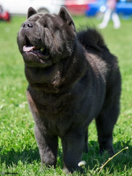 Chow Chow Coat Colors | Coats and Colors