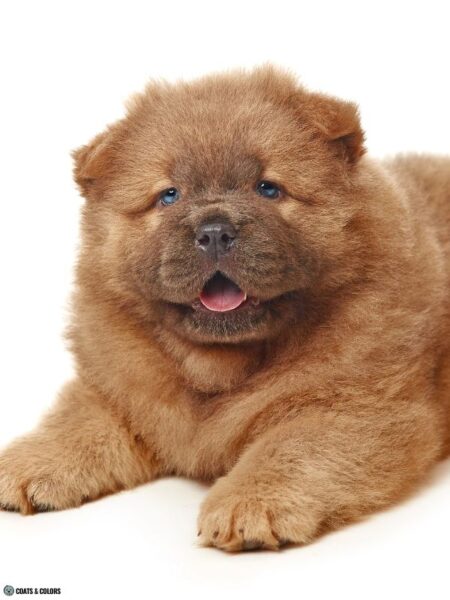 Chow Chow Coat Colors | Coats and Colors