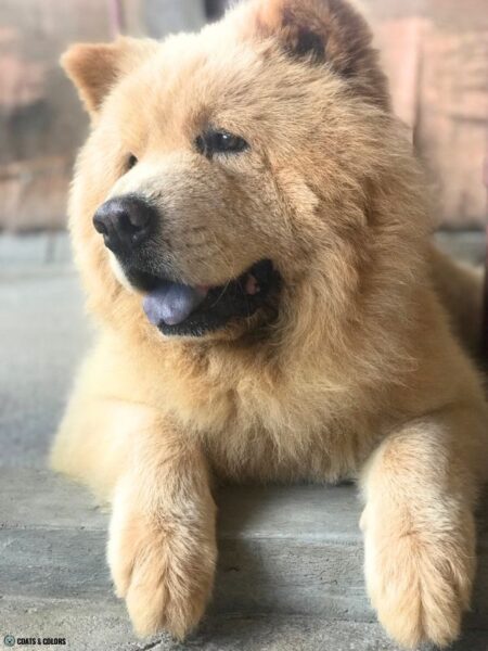 Chow Chow Coat Colors | Coats and Colors