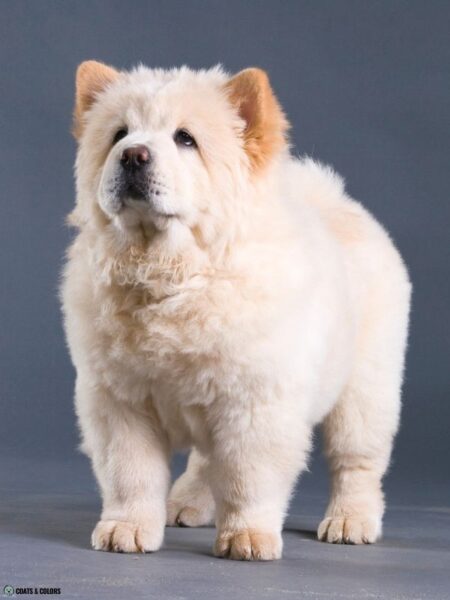 Chow Chow Coat Colors | Coats and Colors