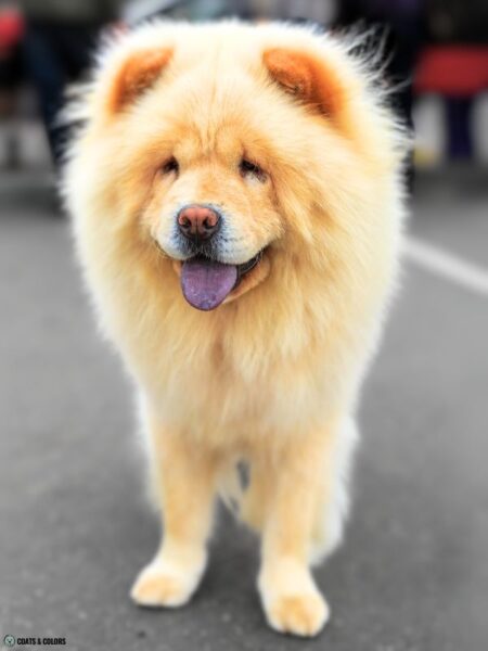 Chow Chow Coat Colors | Coats and Colors
