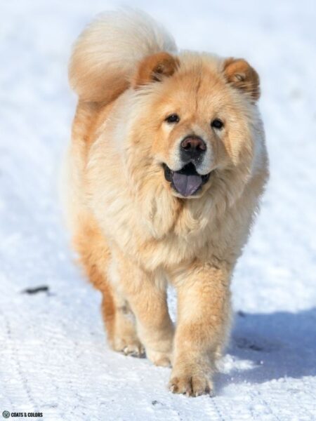 Chow Chow Coat Colors | Coats and Colors