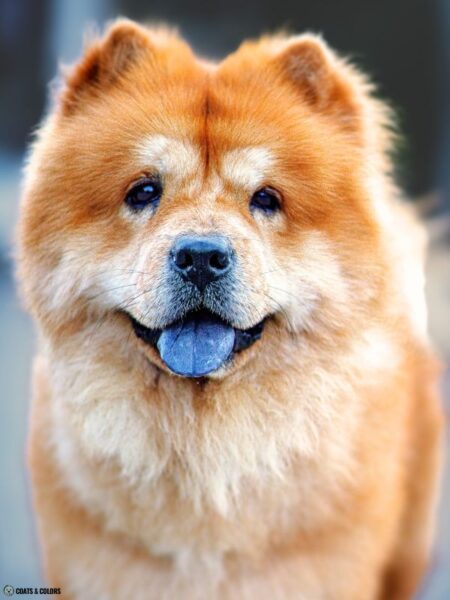 Chow Chow Coat Colors | Coats and Colors