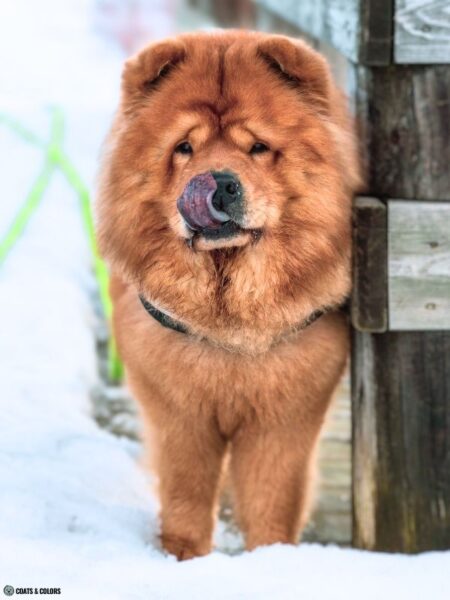 Chow Chow Coat Colors | Coats and Colors