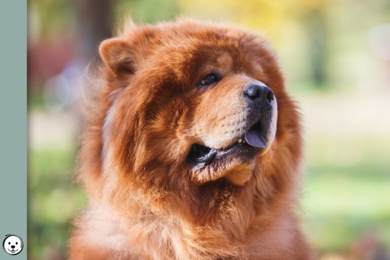 Chow Chow Coat Colors | Coats and Colors