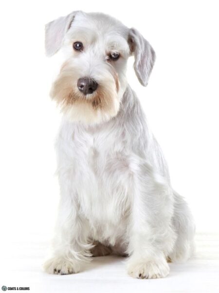 Miniature Schnauzer Coat Colors | Coats and Colors
