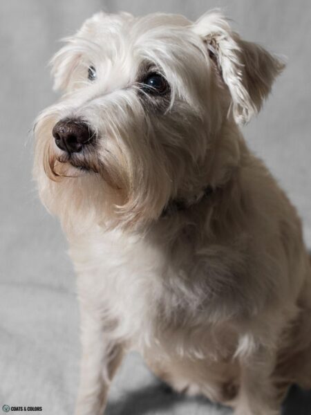 Miniature Schnauzer Coat Colors | Coats and Colors